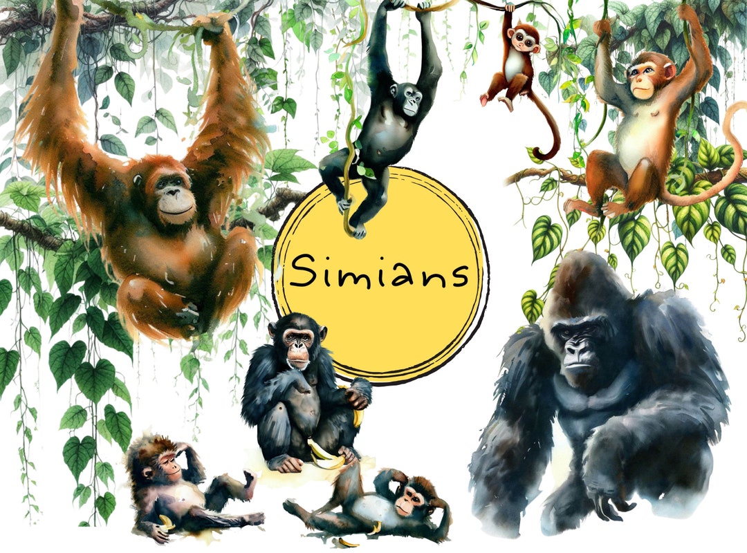 Monkey Clipart | Gorilla Simian Monkey PNG Bundle | Commercial Use ...