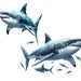 Commercial Use Shark Clipart, Shark Art, Sea Creatures Printable Pngs ...