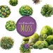 Commercial Use Moss Art, Watercolor Moss Rocks Clipart, Mossy Rocks ...