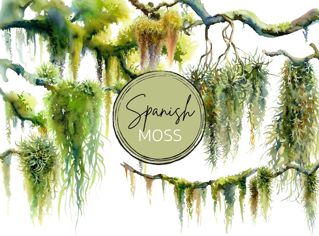 Watercolor Spanish Moss Clipart: Southern Wedding Invitation Pngs ...