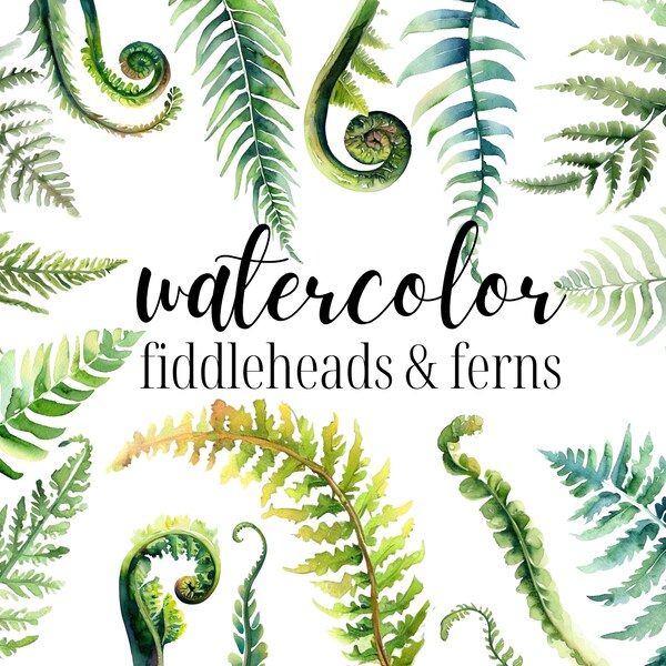 Fiddlehead Fern - Etsy