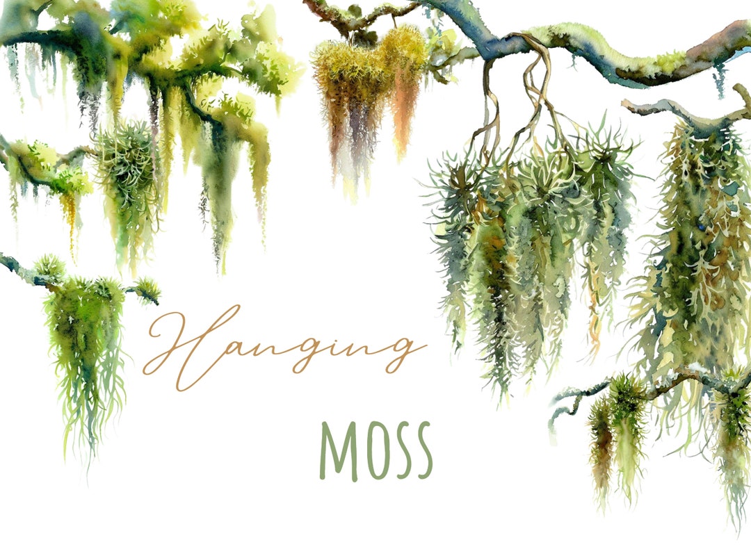 Watercolor Moss & Live Oak Trees PNG Clipart Images Spanish - Etsy