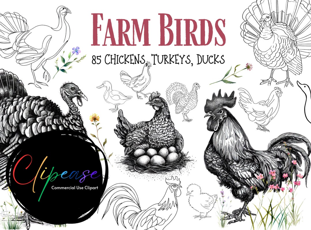 Commercial Use Bird Art, Chicken Clipart, Farm Bird Clipart Pngs - Etsy
