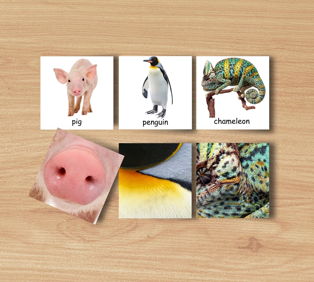 Montessori Animal & Animal Pattern Matching Printable Cards,animals ...