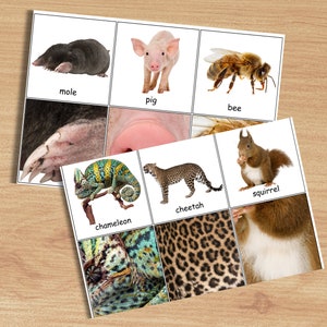 Montessori Animal & Animal Pattern Matching Printable Cards,animals ...