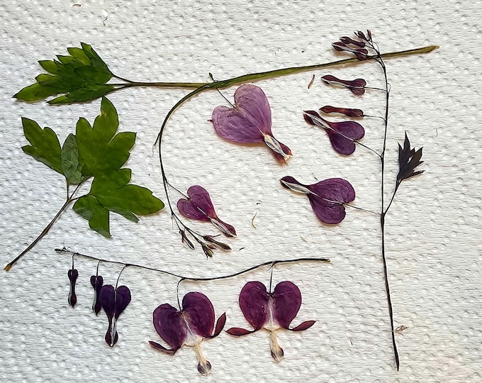 Pressed Pink Bleeding Heart Flowers With Greenery, Botanical Art - Etsy