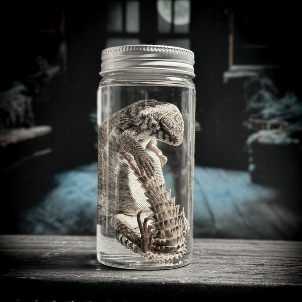 Wet Specimens - Etsy
