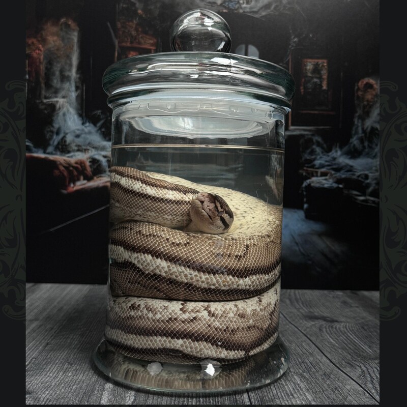 Spider Taxidermy - Etsy