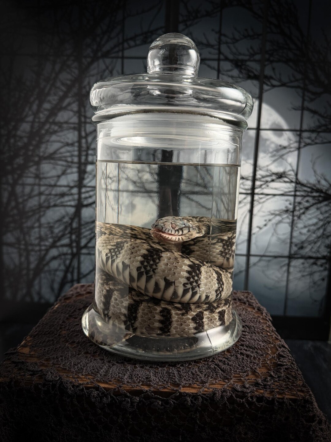 Real Water Snake Wet Specimen Bell Jar | Real Fluid Preserved Reptile ...