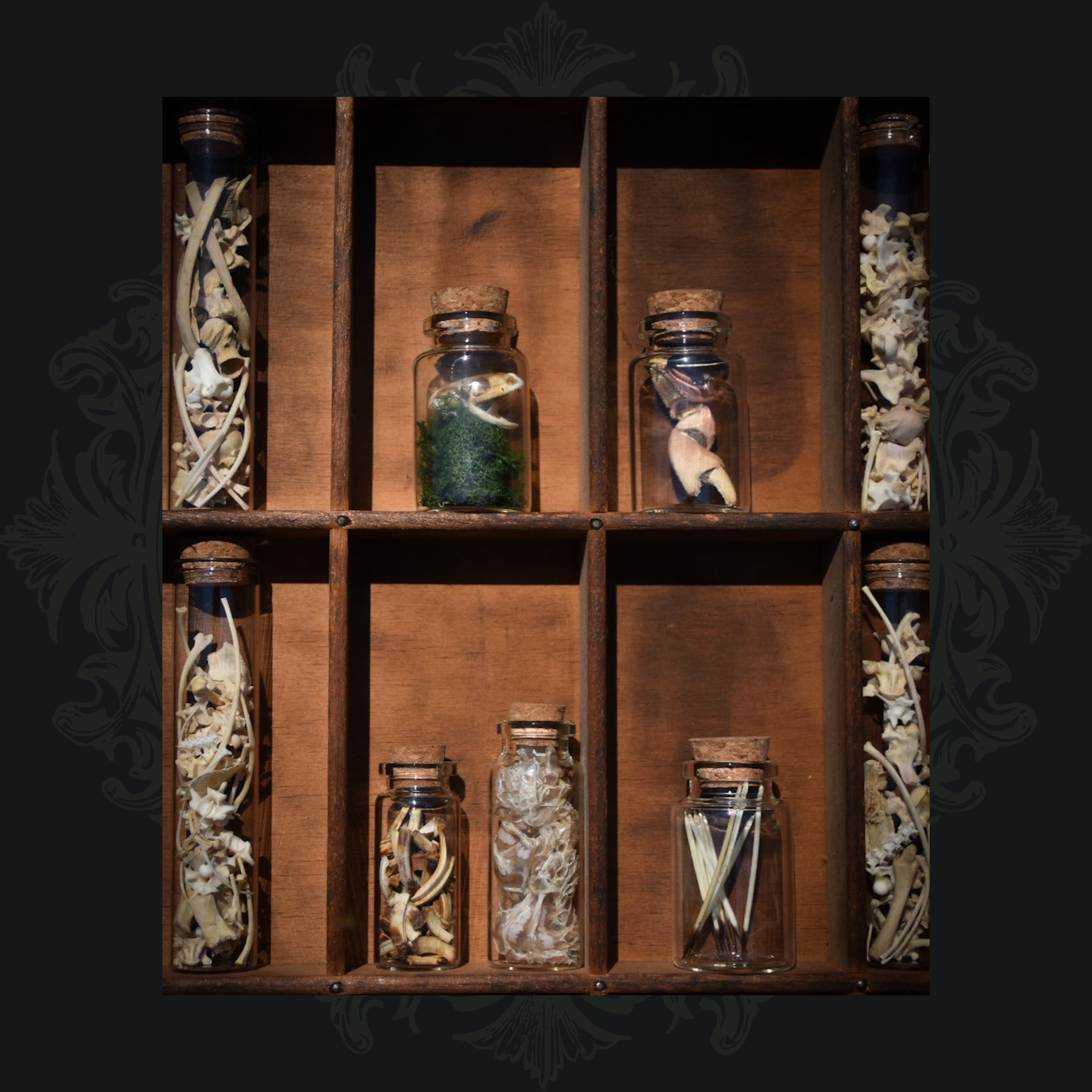 Mini Curiosity Jars | Assorted Animal Mystery Apothecary Bottles ...