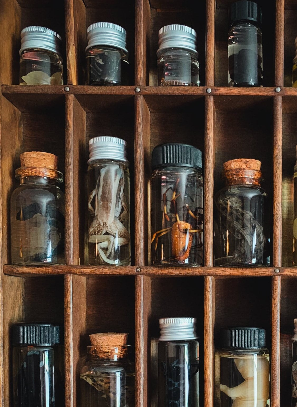 Mini Insect Wet Specimen Curiosity Jars | Assorted Bug Apothecary ...
