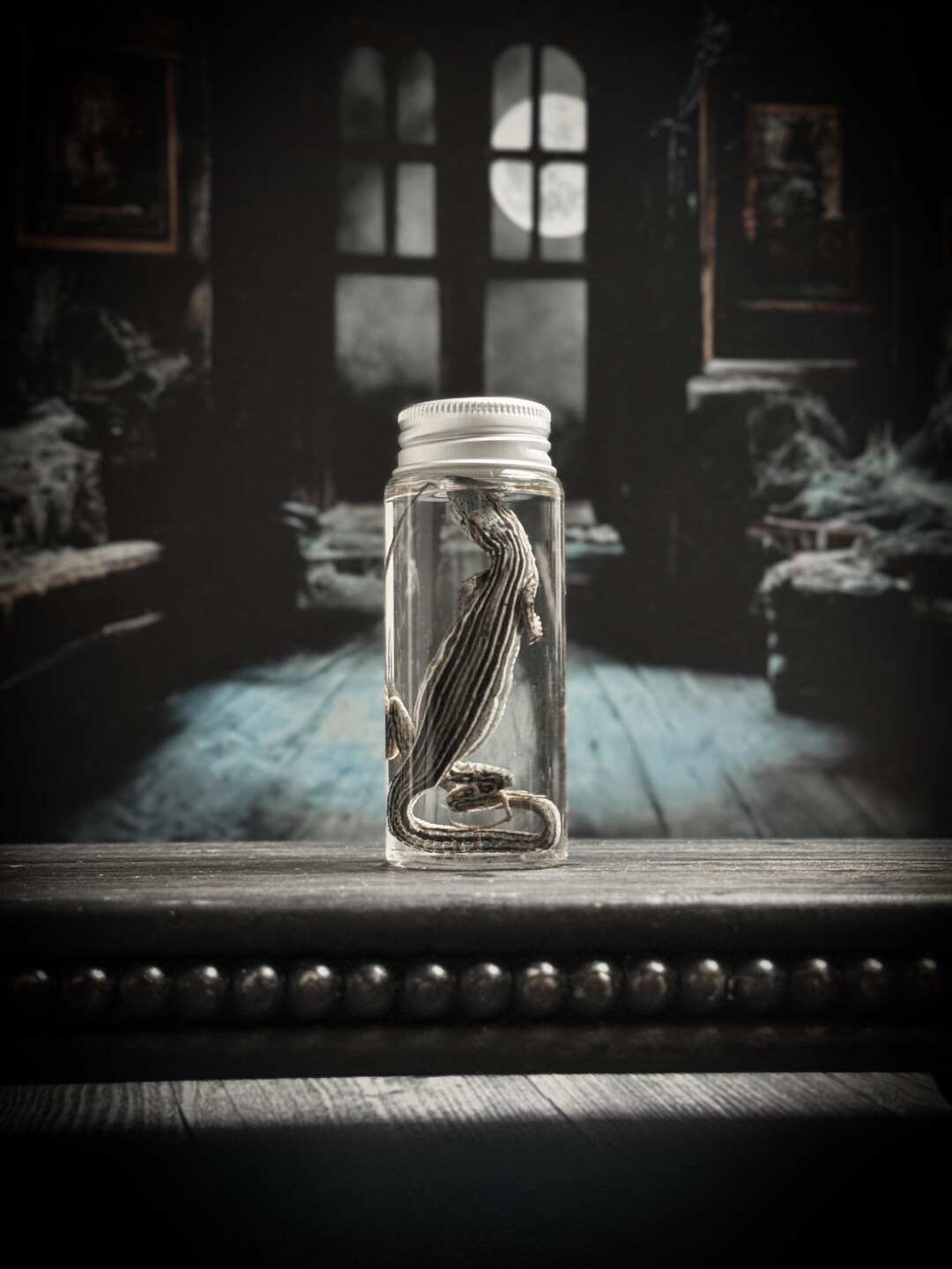 Real Lizard Wet Specimen | Preserved Reptile Taxidermy Curiosity ...