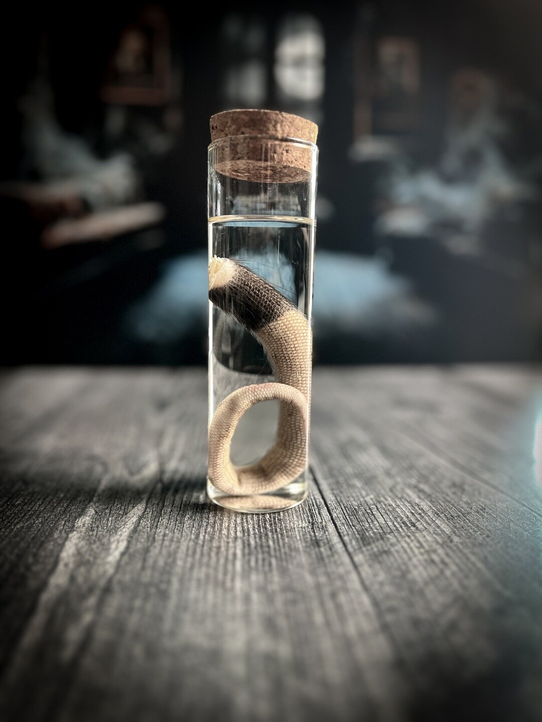 Opossum Tail Wet Specimen Apothecary Bottle Real Fluid Preserved Animal Taxidermy Oddity - Etsy