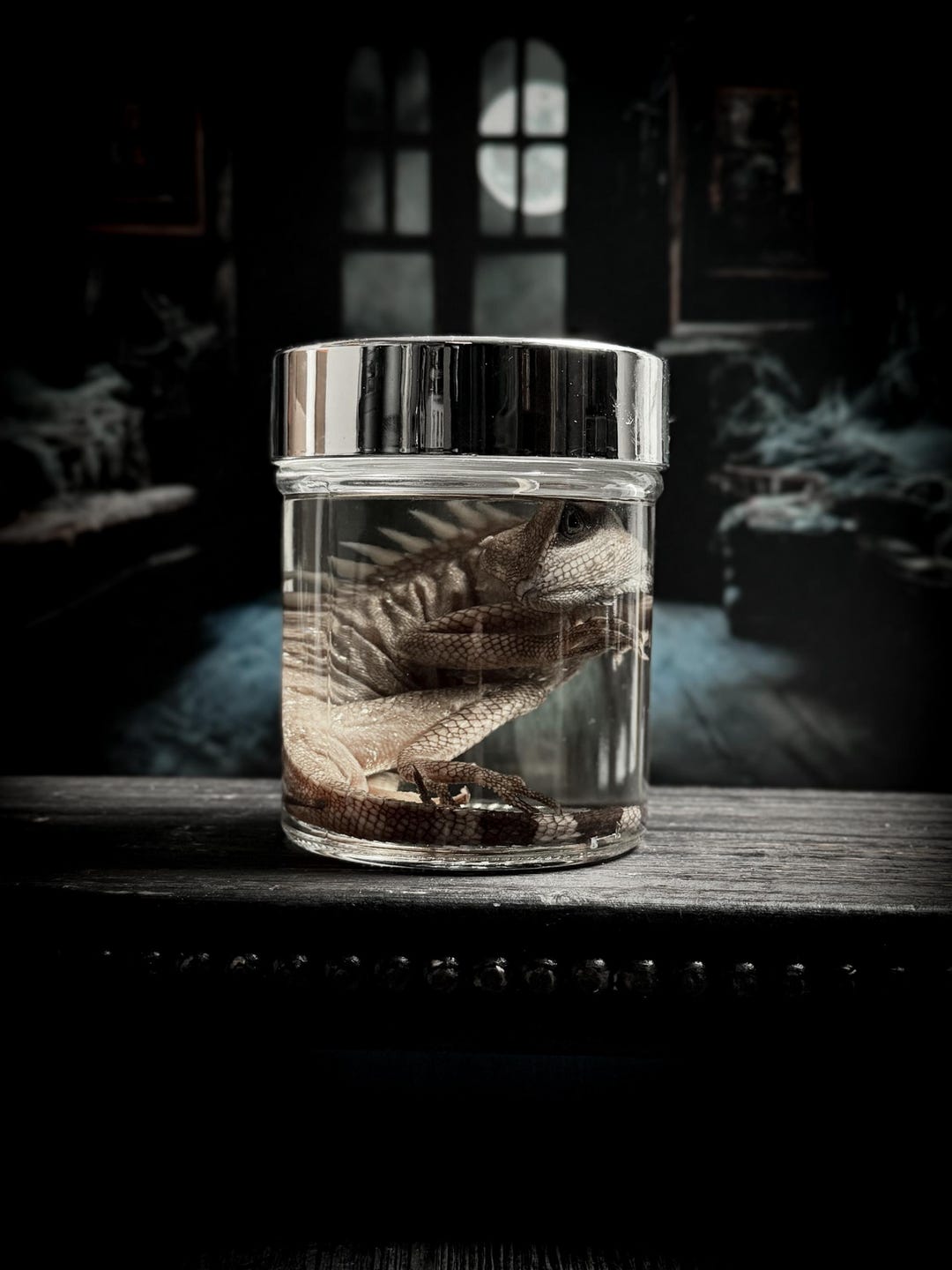 Lizard Wet Specimen Jar | Real Preserved Taxidermy Reptile Curiosity ...