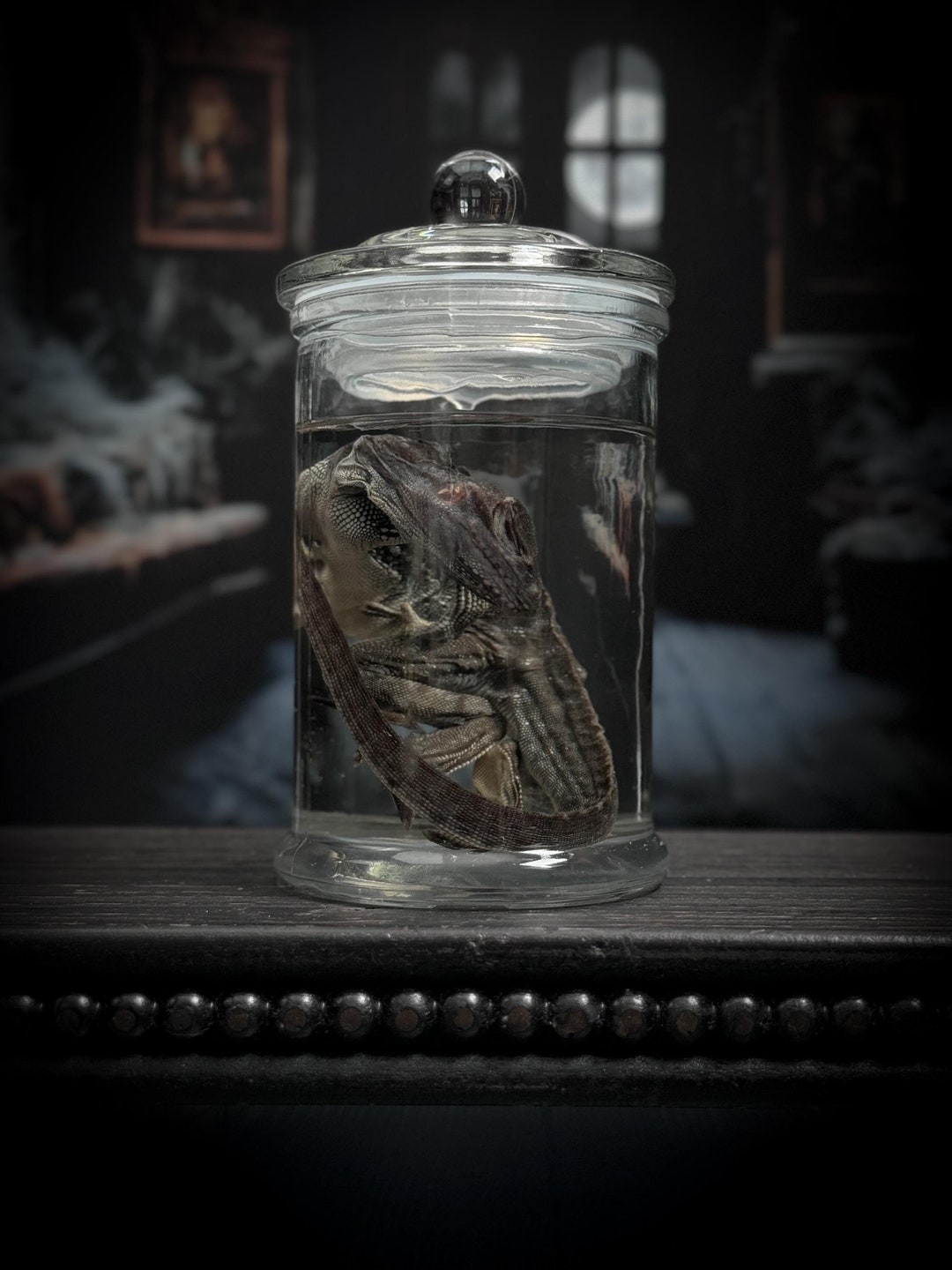 Sailfin Dragon Wet Specimen Oddity Real Preserved Reptile Reptile ...