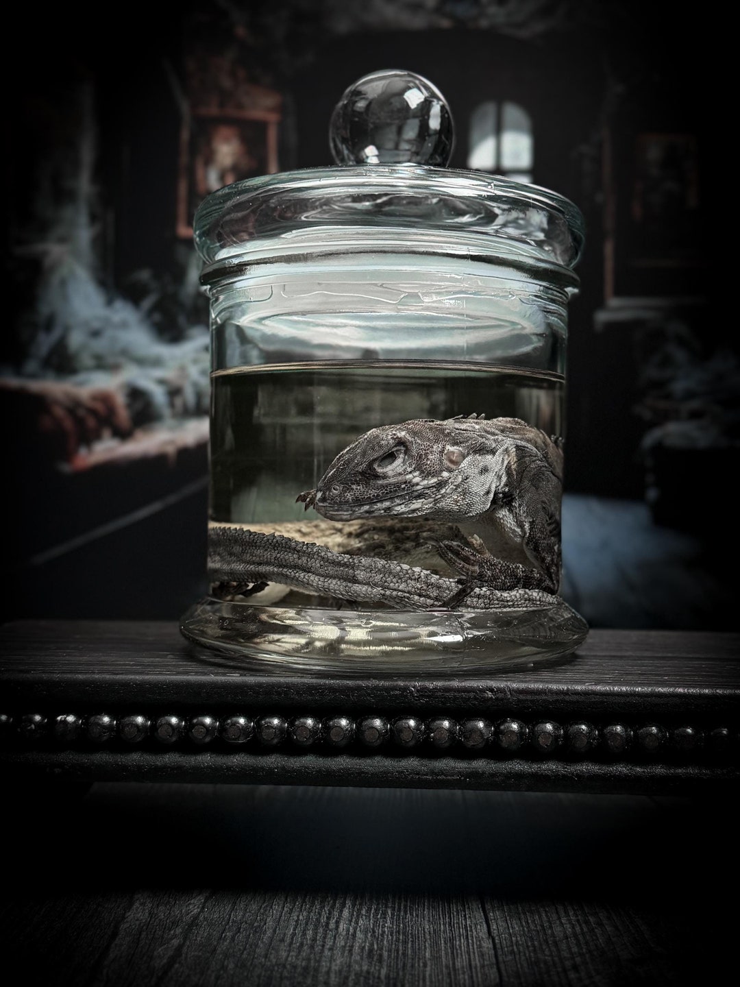 Black Spiny Tail Iguana Wet Specimen Oddity Real Fluid Preserved Lizard ...