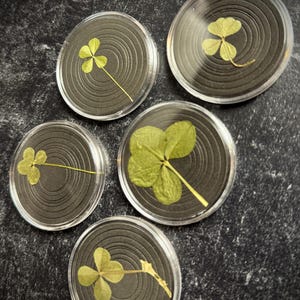Four Leaf Clover Specimen | Good Luck Charm | Real Preserved Botanical ...