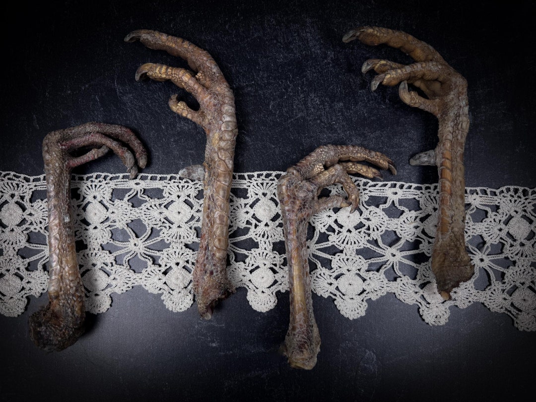 Mummified Chicken Foot Specimen | Real Dry Preserved Animal Taxidermy ...