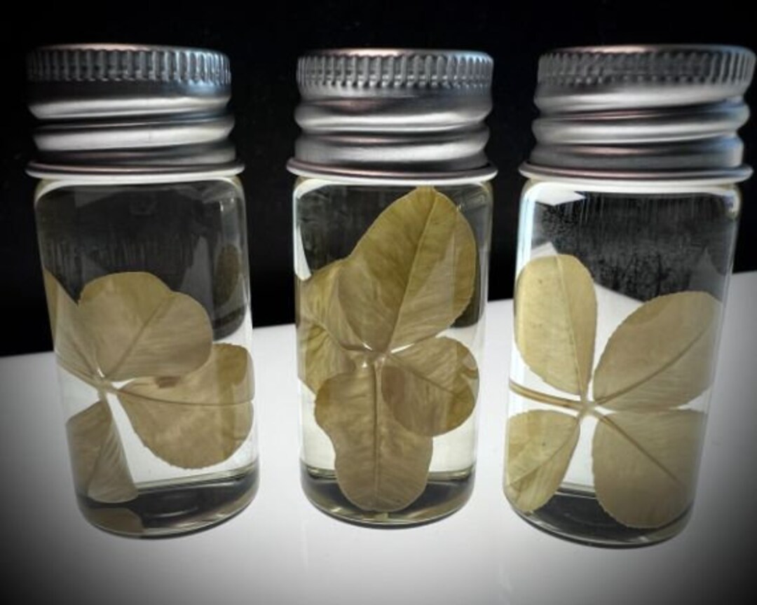 Four Leaf Clover Wet Specimen | Good Luck Charm | Real Preserved Clover ...