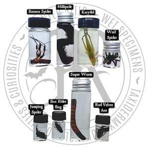 Mini Insect Wet Specimen Curiosity Jars | Assorted Bug Apothecary ...