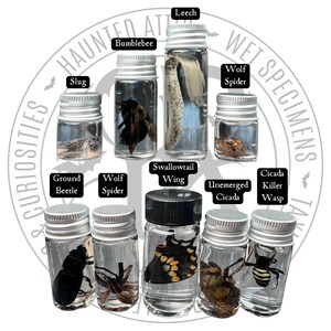 Mini Insect Wet Specimen Curiosity Jars | Assorted Bug Apothecary ...