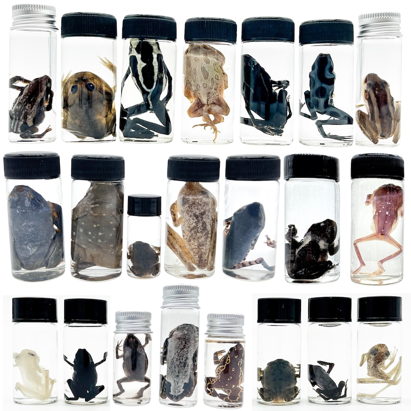 Wet Specimens - Etsy