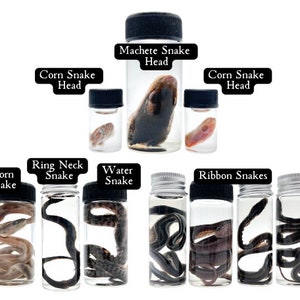 Mini Wet Specimen Mystery Box | Fluid Preserved Taxidermy Oddities ...