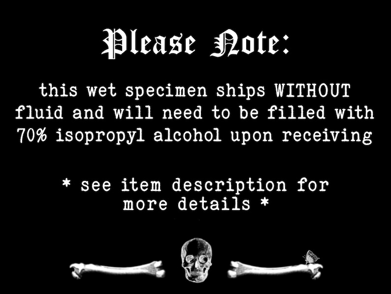 Real Water Snake Wet Specimen Bell Jar | Real Fluid Preserved Reptile ...