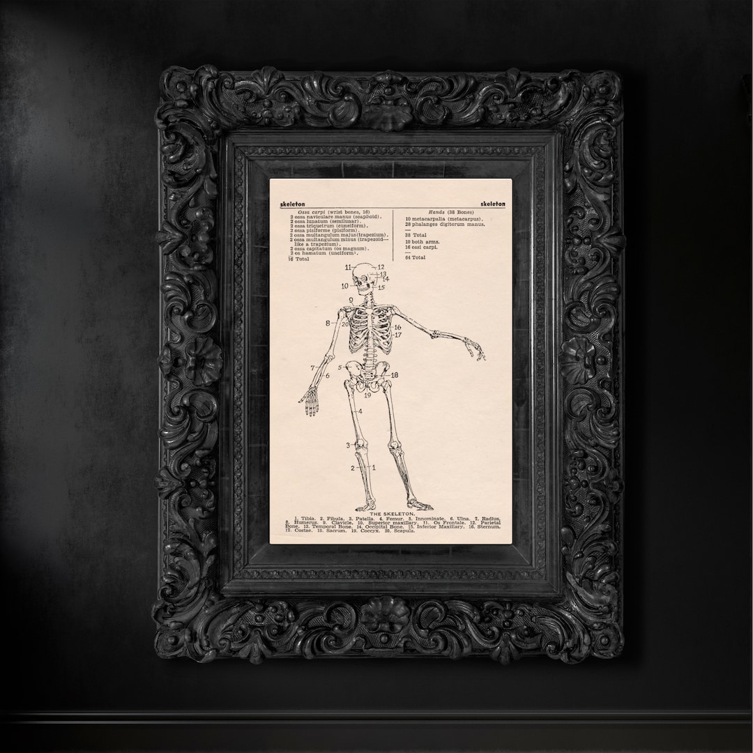 Vintage Human Skeleton Illustration Anatomy Poster Print | Haunted ...