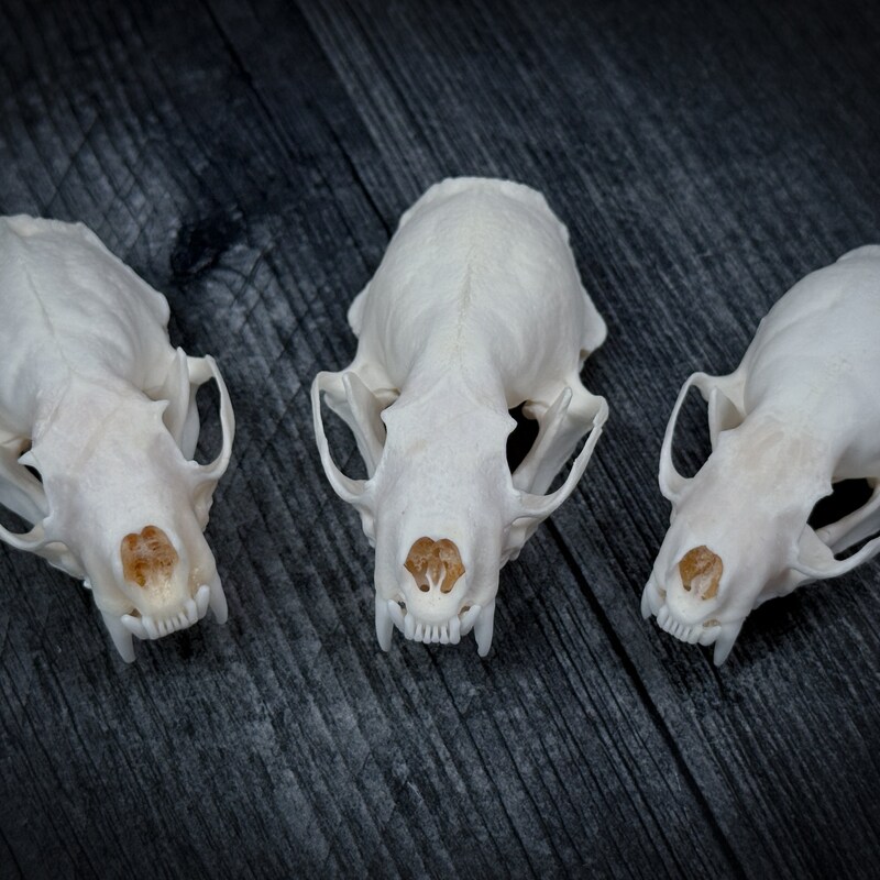 Animal Bones - Etsy