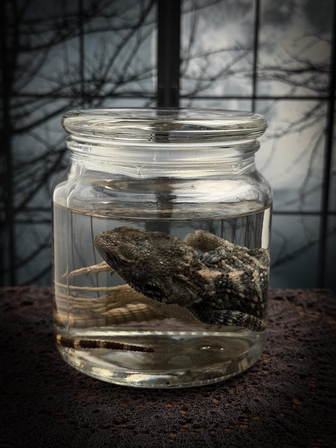 Spiny Tailed Lizard Wet Specimen | Real Preserved Reptile Taxidermy ...
