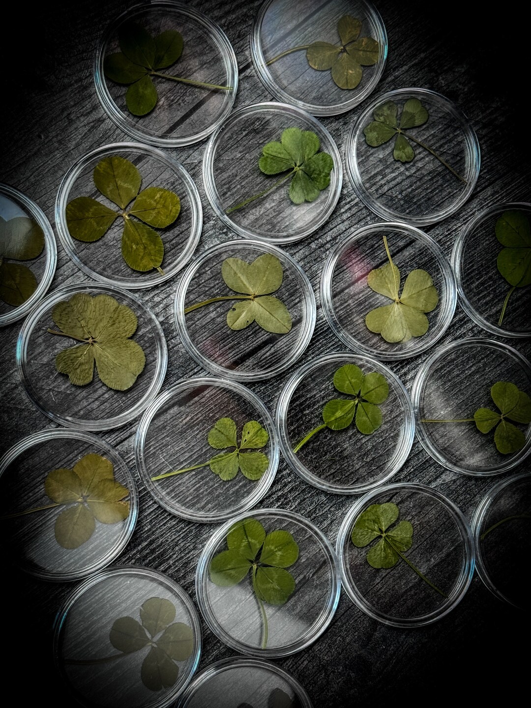 Four Leaf Clover Specimen | Good Luck Charm | Real Preserved Botanical ...