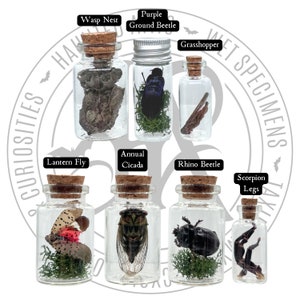 Mini Bug Curiosity Insect Jars | Assorted Entomology Mystery Apothecary ...