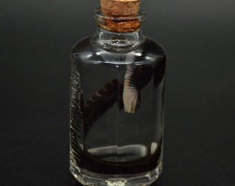 Wet Preserved Snake - Etsy