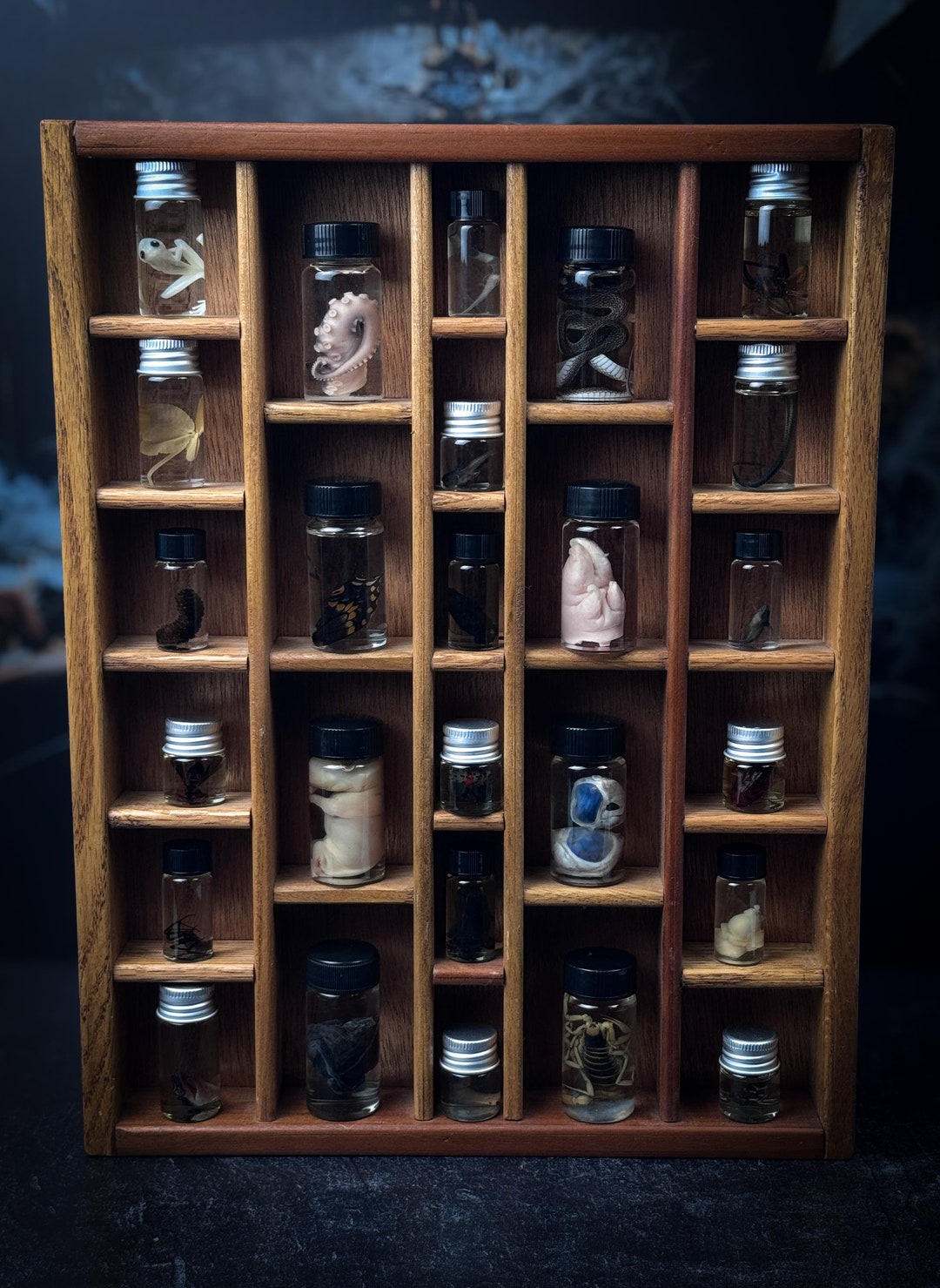 Mini Wet Specimen Mystery Box | Fluid Preserved Taxidermy Oddities ...
