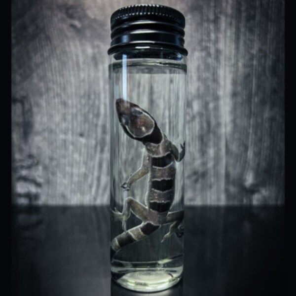 Preserved Specimen - Etsy