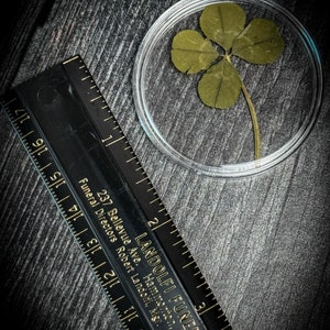 Four Leaf Clover Specimen | Good Luck Charm | Real Preserved Botanical ...