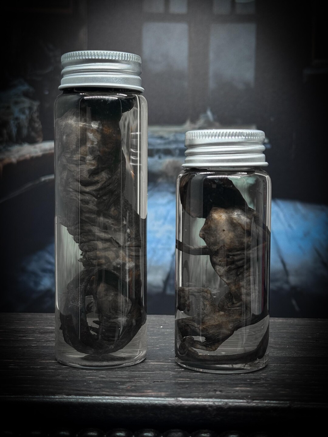 Tiger Salamander Wet Specimen Fluid Preserved Lizard Reptile Taxidermy ...