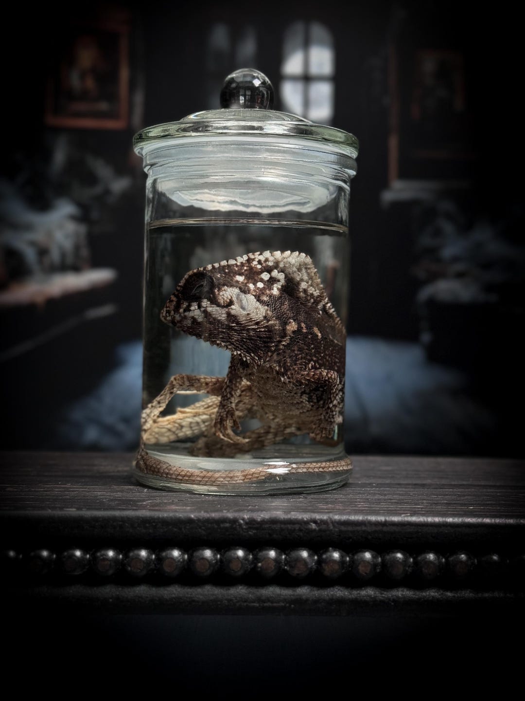 Helmeted Iguana Wet Specimen Real Fluid Preserved Lizard Taxidermy ...