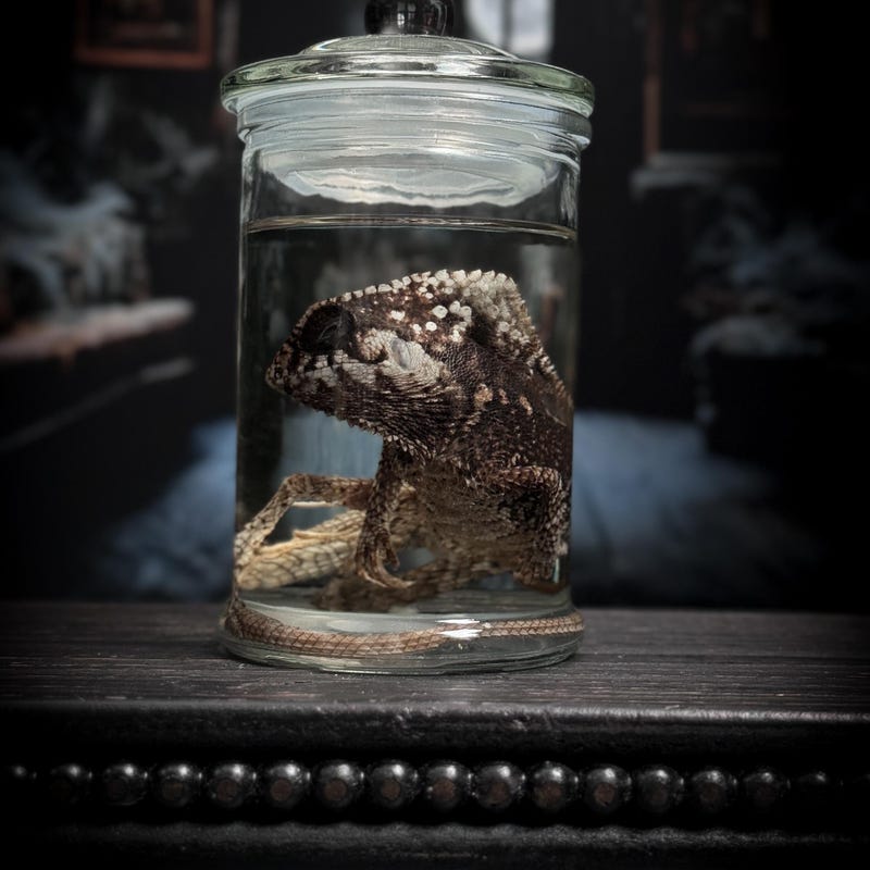 Wet Specimens - Etsy