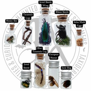 Mini Bug Curiosity Insect Specimen Jars | Entomology Apothecary Bottles ...