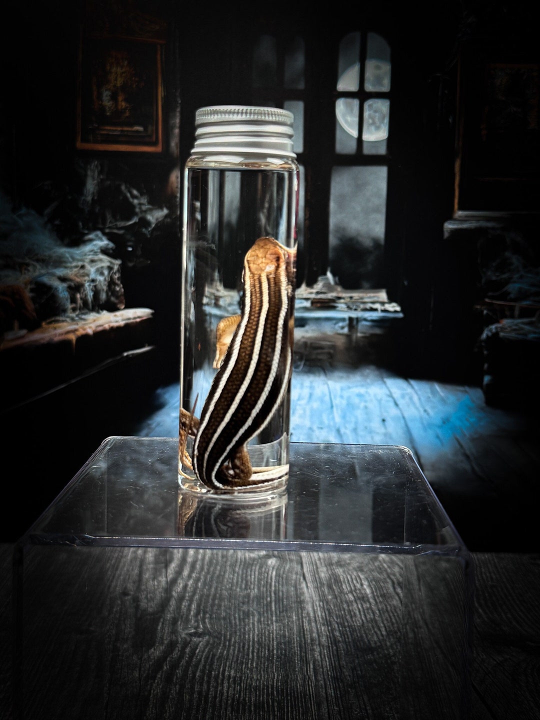 Five Lined Skink Wet Specimen Real Fluid Preserved Lizard Reptile ...