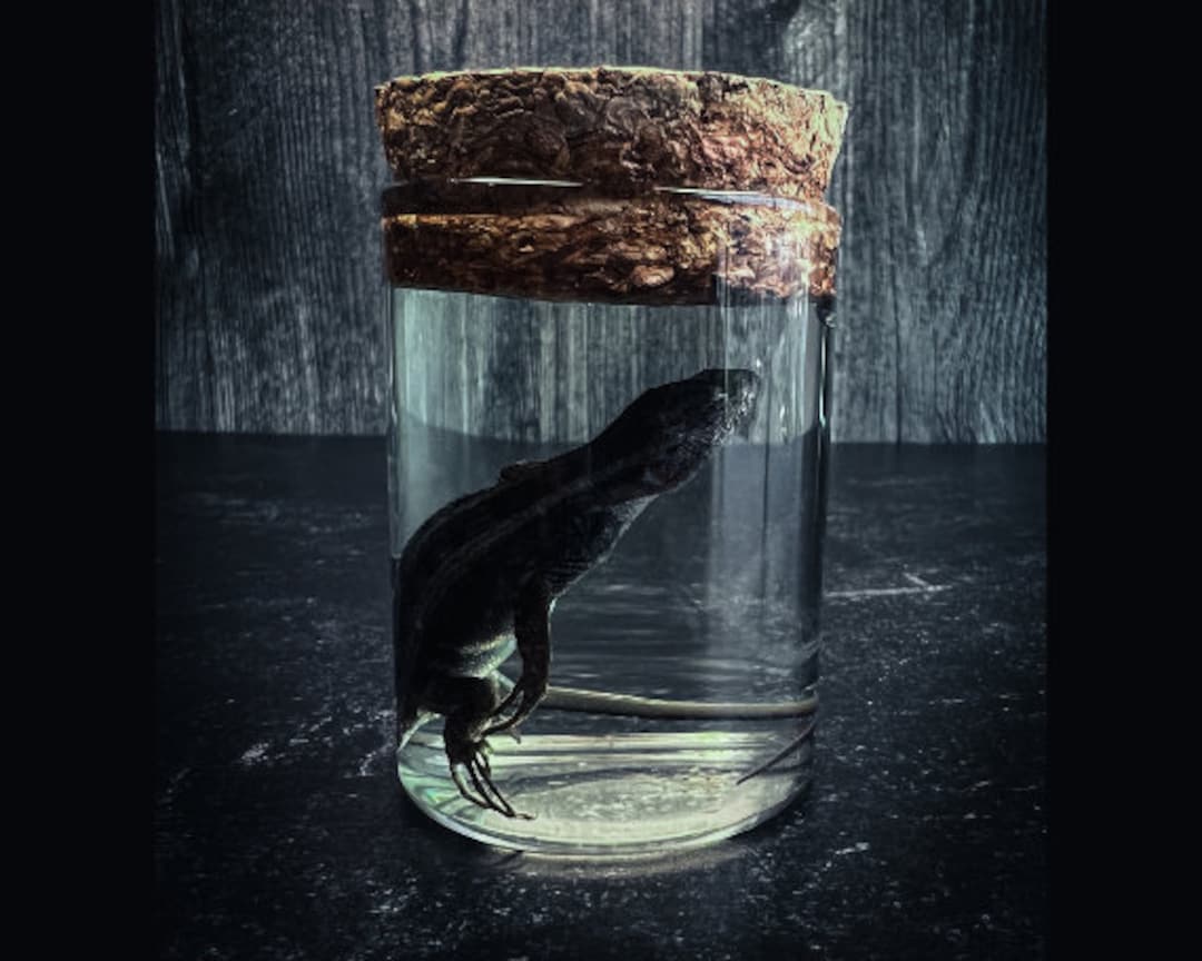 Lizard Wet Specimen Real Fluid Preserved Pink Belly Swift Taxidermy ...