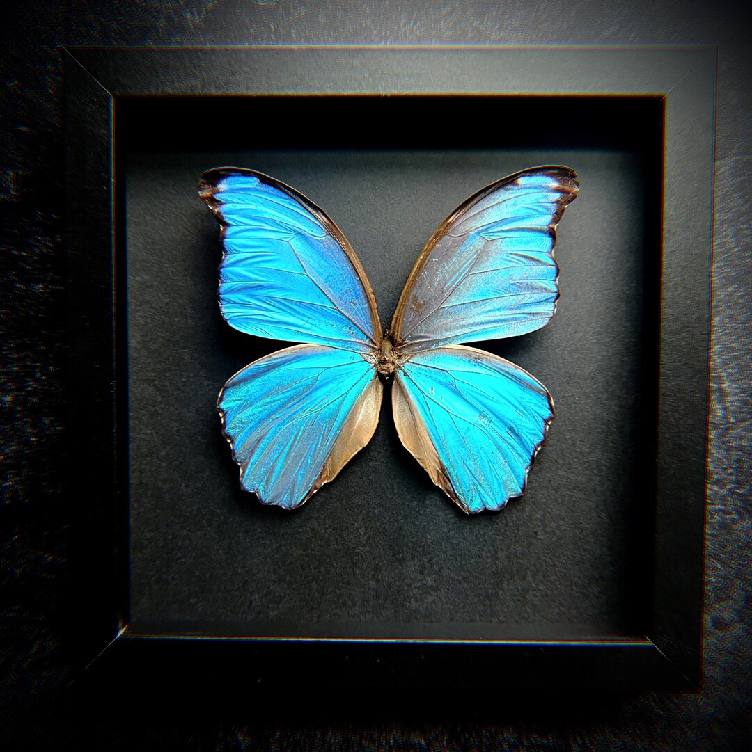 Blue Morpho Butterfly Shadow Box Gallery Wall Art Real - Etsy