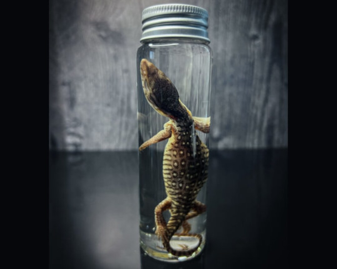 Savannah Monitor Wet Specimen Juvenile Lizard Curiosity Jar Reptile ...