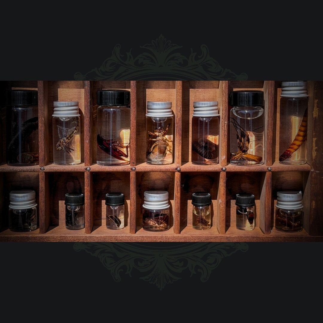 Mini Insect Wet Specimen Curiosity Jars | Assorted Bug Apothecary ...