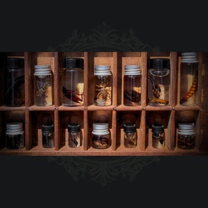 Mini Insect Wet Specimen Curiosity Jars | Assorted Bug Apothecary ...
