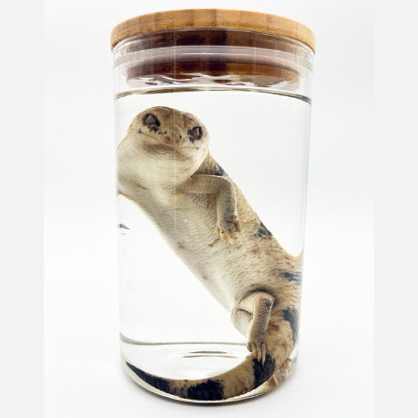 Wet Specimens - Etsy