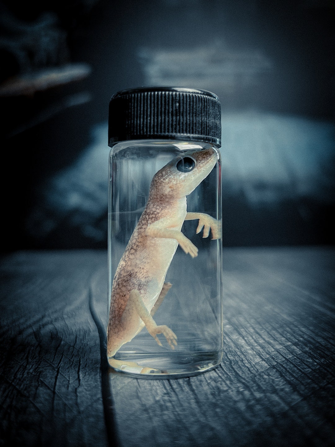 Crocodile Gecko Wet Specimen Mini Fluid Preserved Real - Etsy