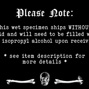 Mini Wet Specimen Mystery Box | Fluid Preserved Taxidermy Oddities ...